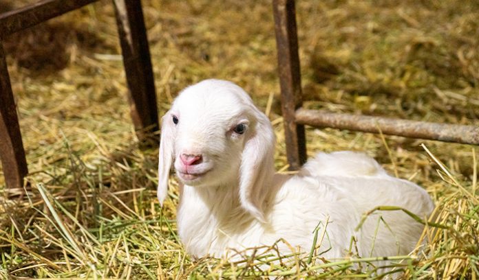Lechal, recental, pascual… Guía práctica para llamar al cordero por su ...