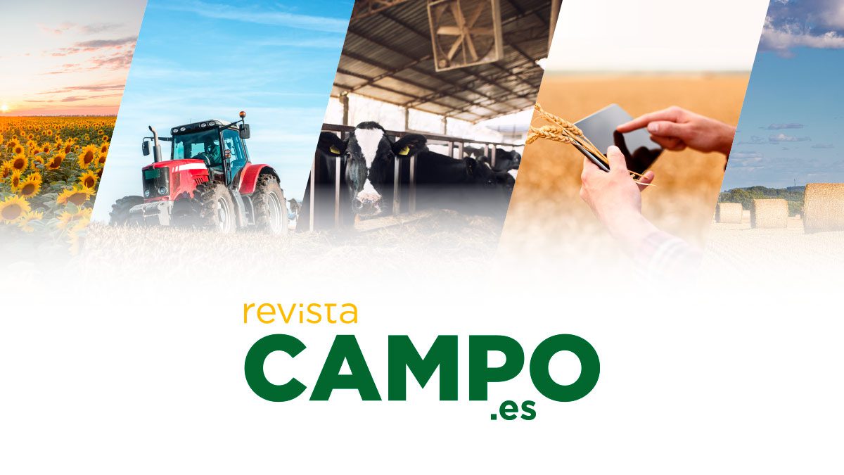 modularidad archivos | Revista Campo