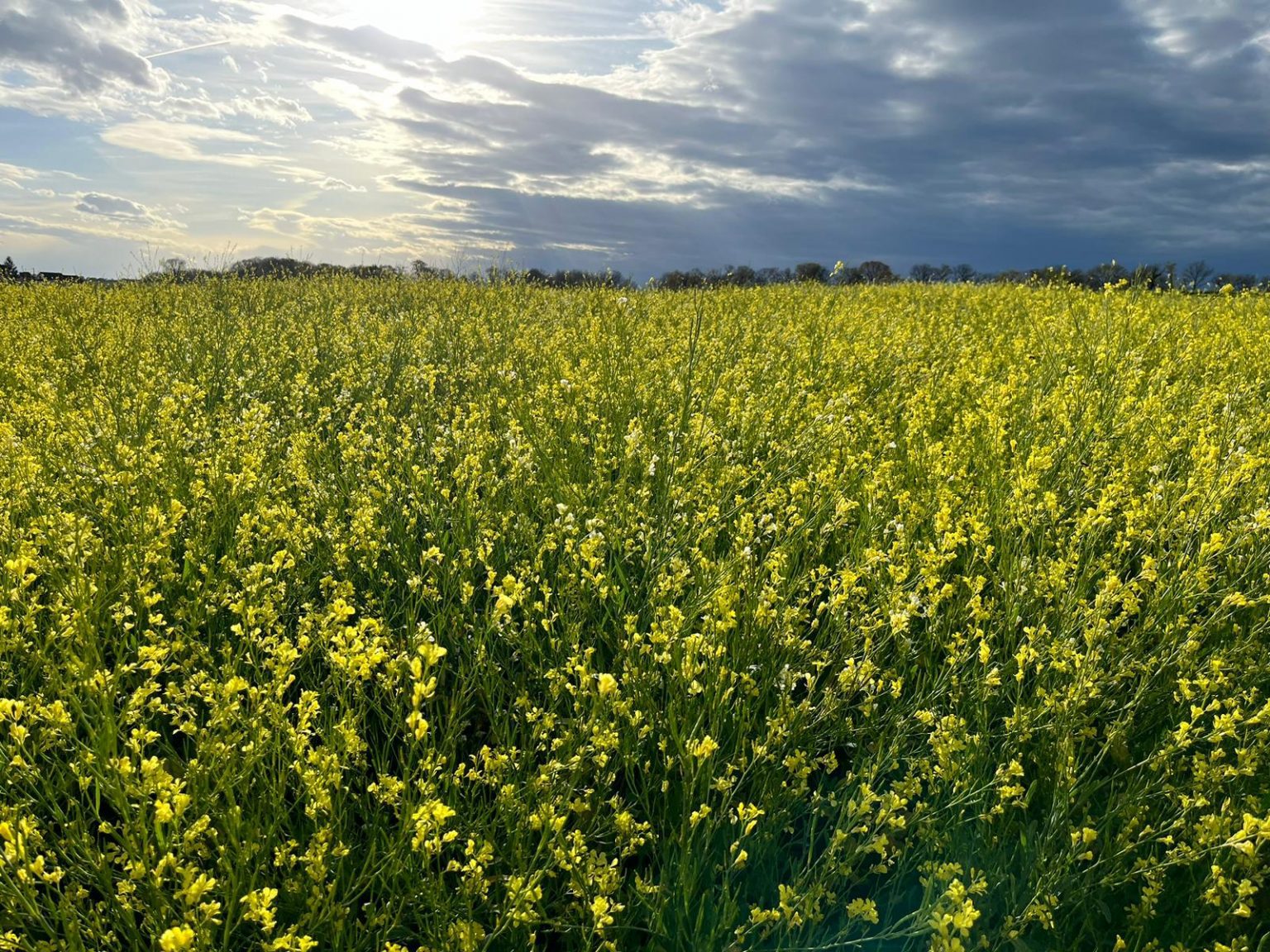 ¿Son la carinata y la camelina alternativas de cultivo en España?