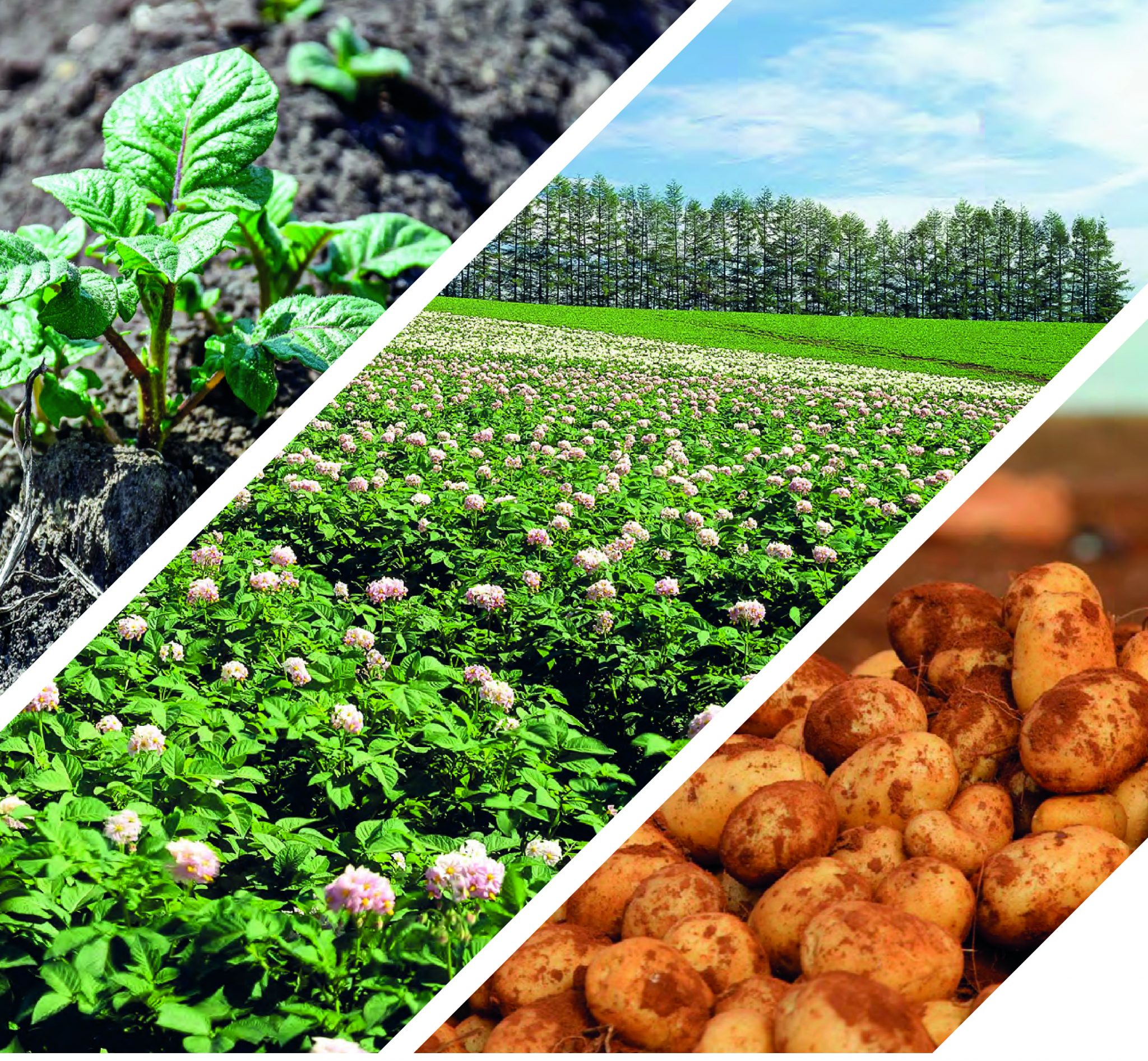 Zorvec Entecta: La revolución para el control del mildiu en patata ...