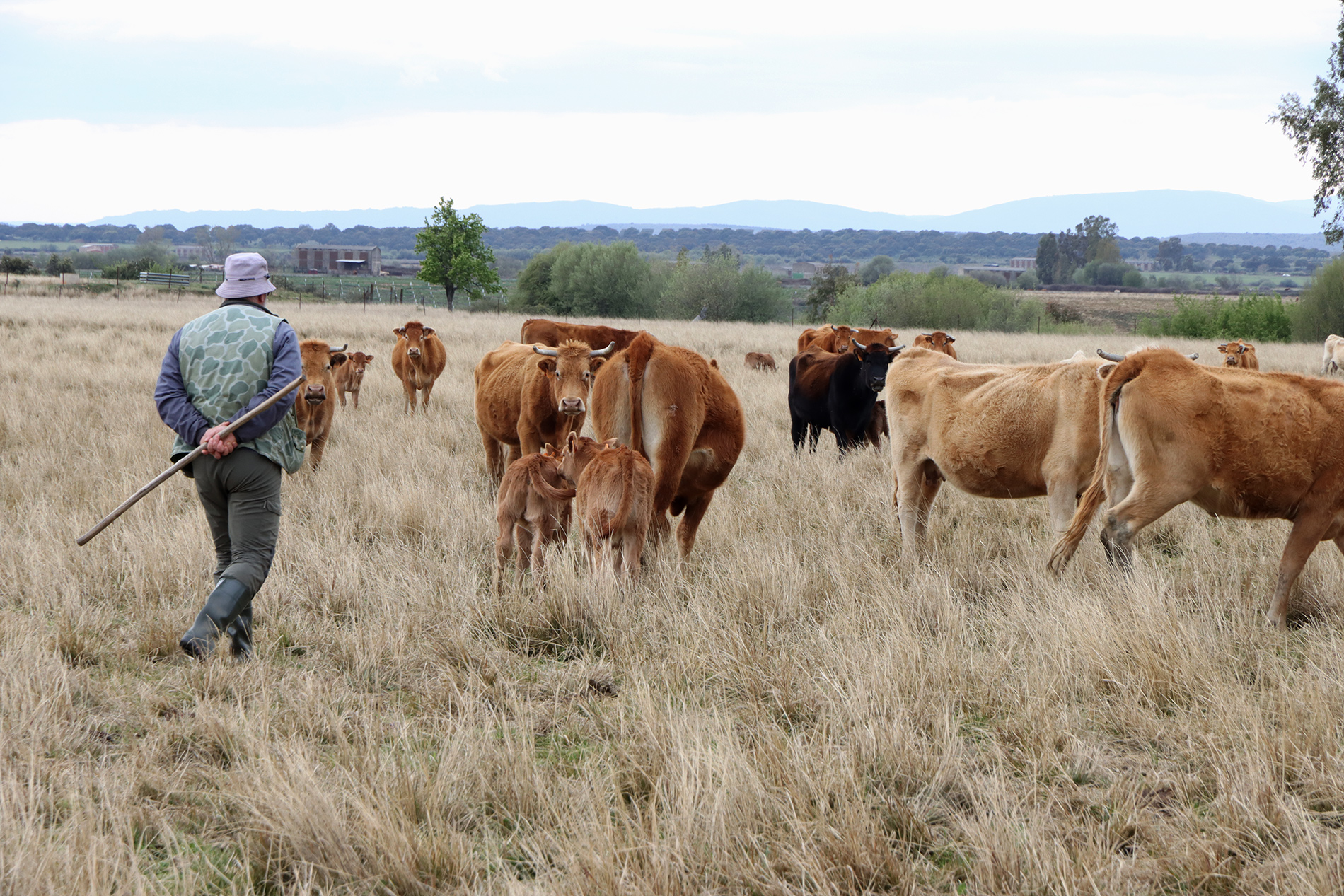 El sector ganadero estalla contra la "competencia desleal" de Mercosur