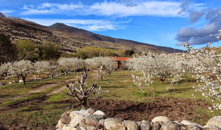 El valle del Jerte espera superar los 12 millones de toneladas de cereza